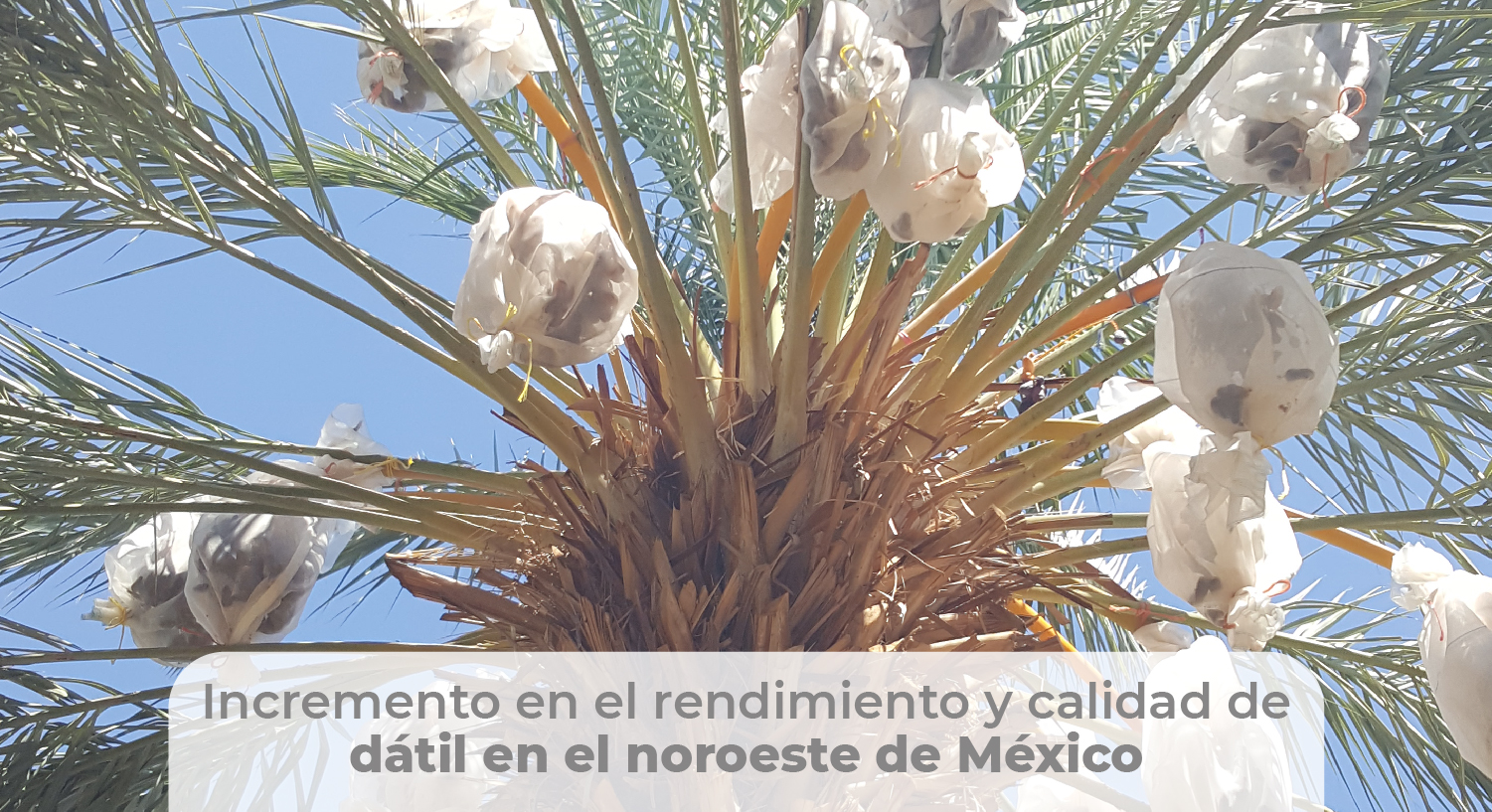 Programa de fertilización para palma datilera - Tierra Fuerte