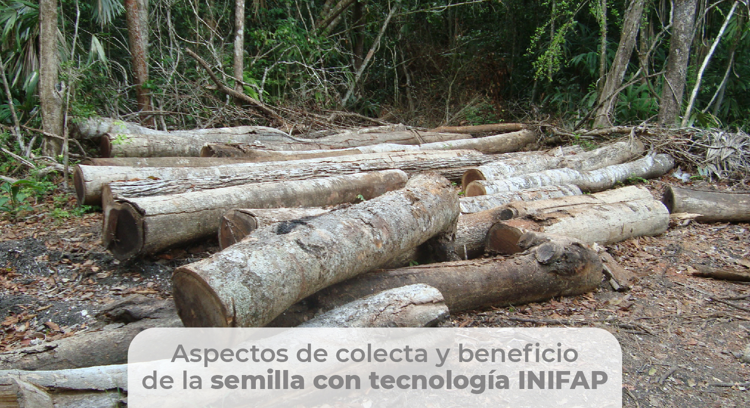 El árbol de tzalam y la factibilidad de uso de su madera - Tierra Fuerte