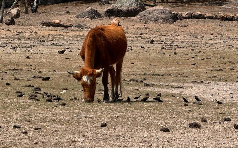 Podría aumentar el precio de carne a causa de la sequía - Tierra Fuerte