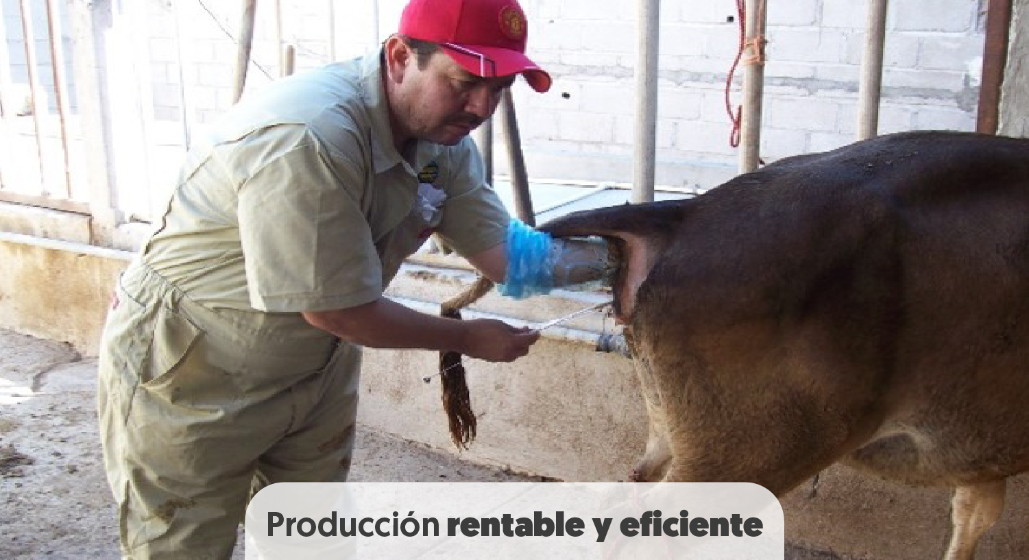 Inseminación Artificial con semen sexado en bovinos lecheros - Tierra Fuerte