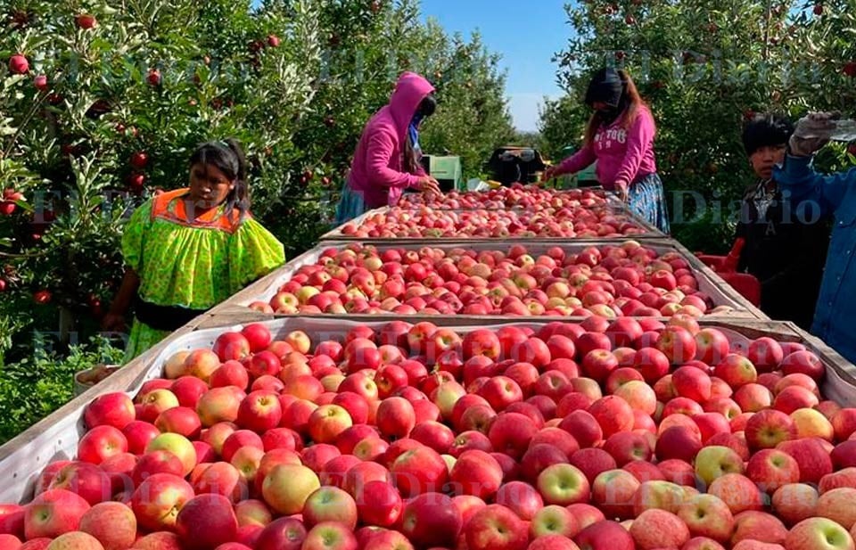 Cosecha de manzana alcanzó más de 21.5 millones de cajas - Tierra Fuerte