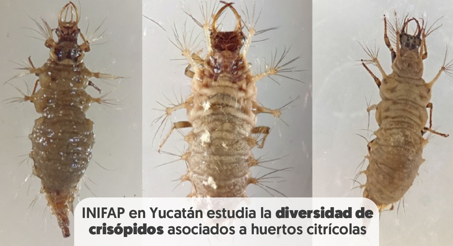 Crisopas: enemigos naturales de insectos plaga - Tierra Fuerte