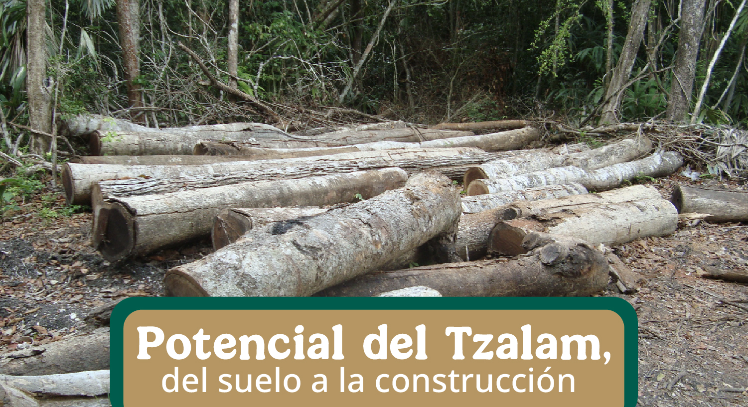 El árbol de tzalam y la factibilidad de uso de su madera - Tierra Fuerte