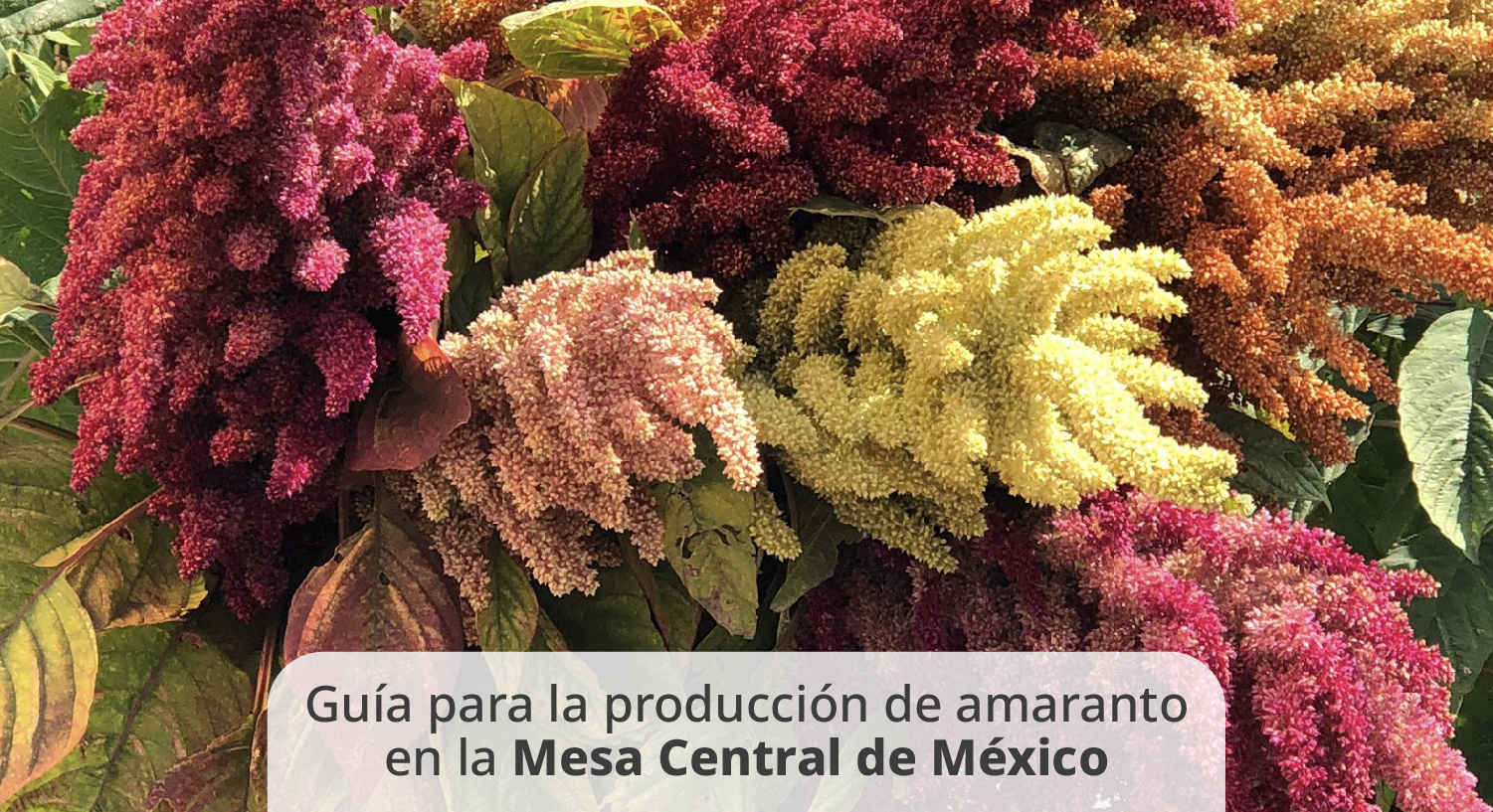 Amaranto con adaptabilidad a diversas condiciones climáticas - Tierra ...