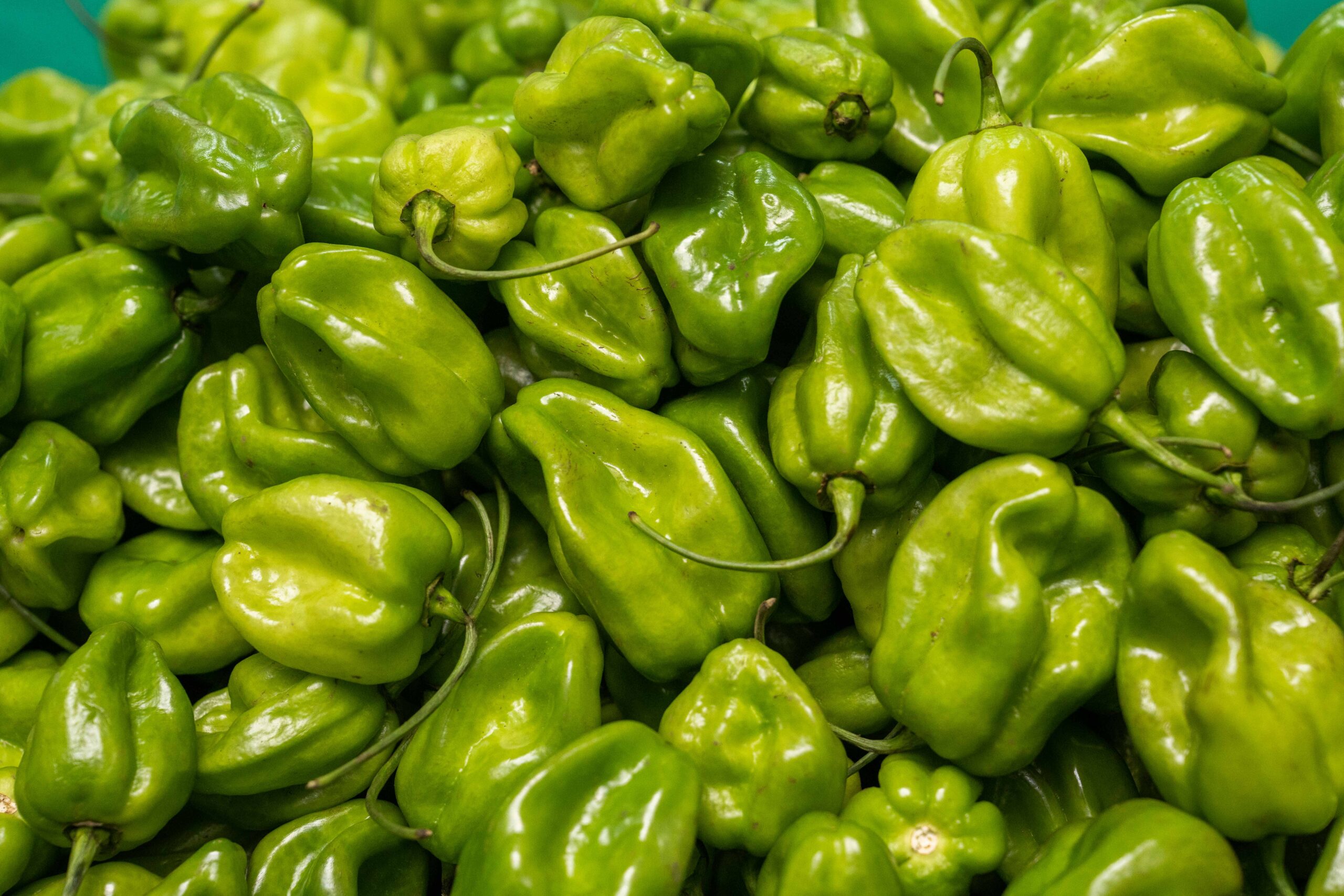 El chile, un fruto rico en vitaminas y minerales - Tierra Fuerte