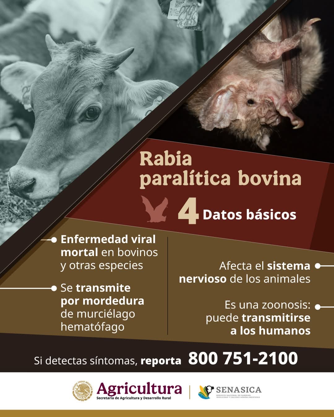 ¿Qué sabemos sobre la rabia paralítica bovina o 'derriengue' en México ...