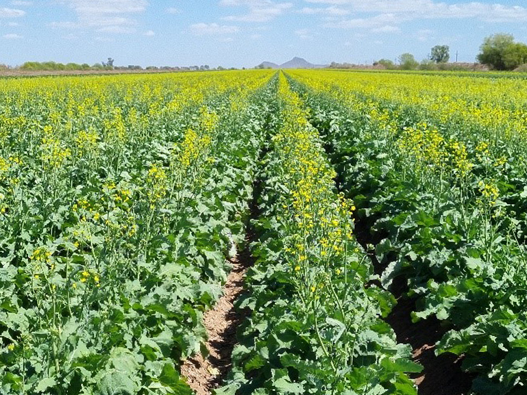 Canola, opción de bajo requerimiento hídrico para el sur de Sonora ...