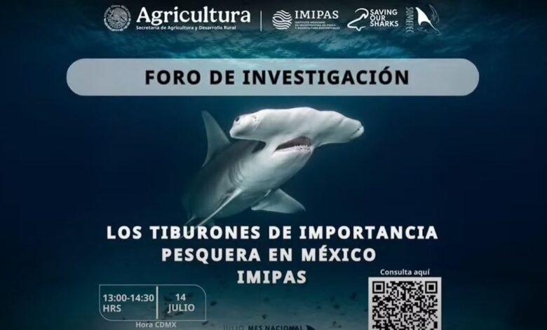 El cuidado de los tiburones es tarea de todas y todos - Tierra Fuerte