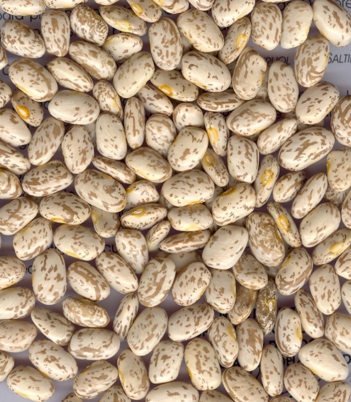 Pinto Saltillo, el frijol que florece en el corazón del Altiplano ...