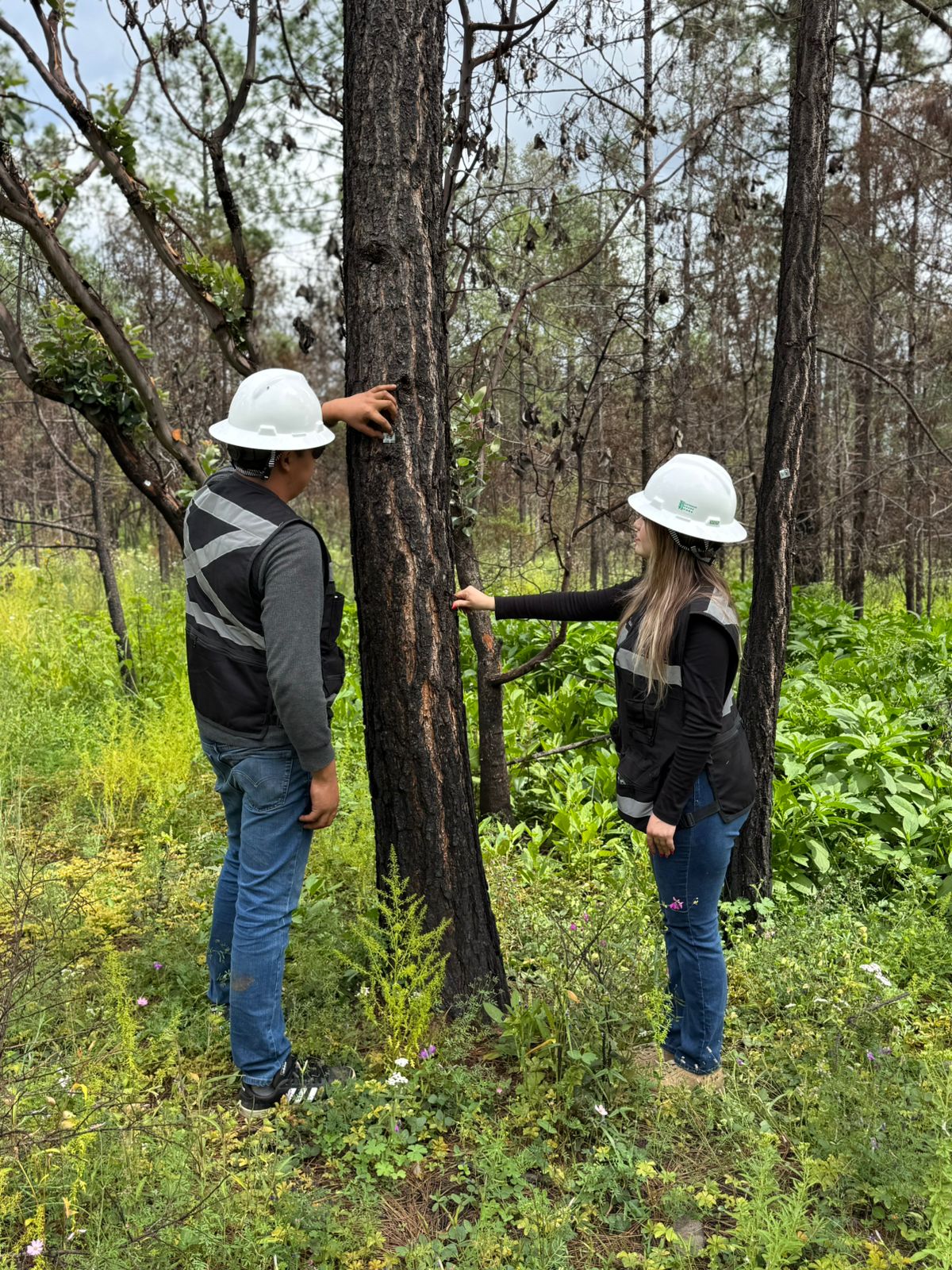 Investigador de la UACH lidera proyecto forestal en el sureste de ...