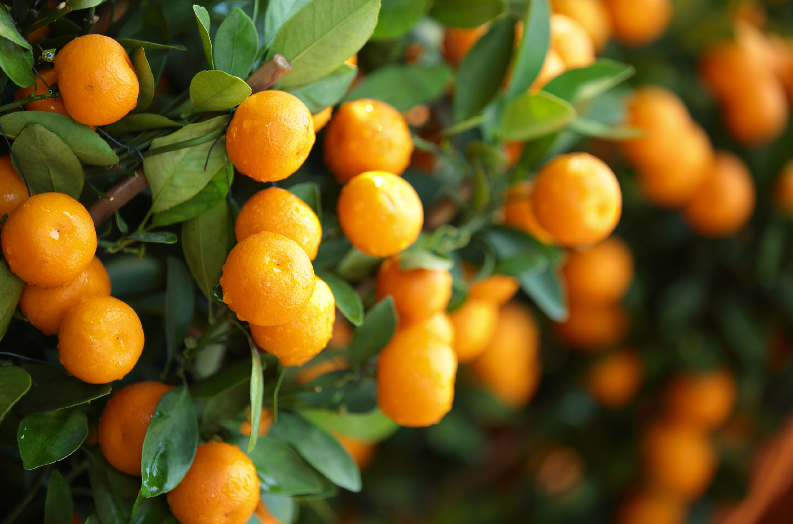 Llegó la temporada de mandarina - Tierra Fuerte