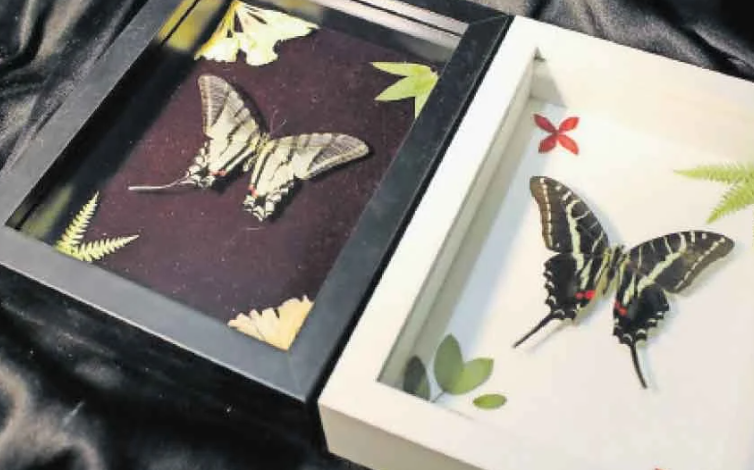 Con taxidermia preserva recuerdo de mascotas - Tierra Fuerte