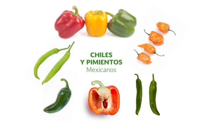 México, cuna del chile: riqueza genética que da sabor al mundo - Tierra ...